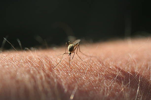 Free picture: female, mosquito, insect, feeding, macro, photo