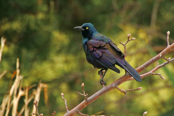 Free picture: common, black, grackle, bird