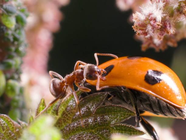 Ladybug Ant Insect - Free photo on Pixabay