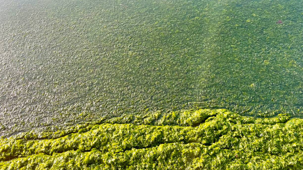 Free Stock Photo of Aerial view of a beach with algae patterns ...