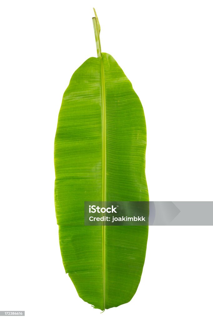 Daun Pisang Dengan Jalur Kliping Terisolasi Di Atas Putih Foto Stok