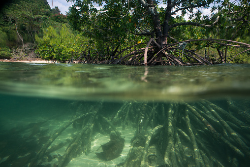 Hutan Mangrove Foto Stok Unduh Gambar Sekarang Rhizophoraceae