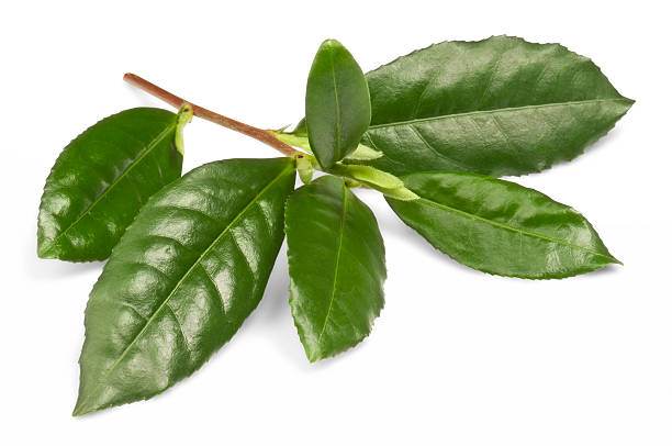 Green Tea Leaf Pictures | Download Free Images on Unsplash