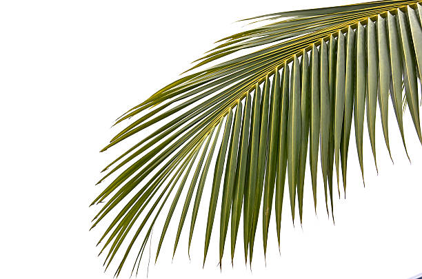 Palm Tree Leaves Pictures | Download Free Images on Unsplash