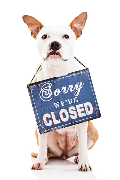 Free Stock Photo of Closed Dog | Download Free Images and Free ...
