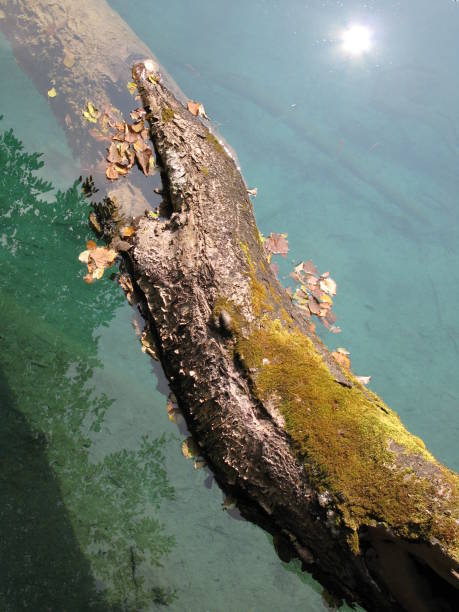 Free floating log stock photos. Download the best free floating log ...