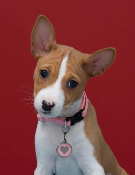 Basenji Pictures | Download Free Images on Unsplash