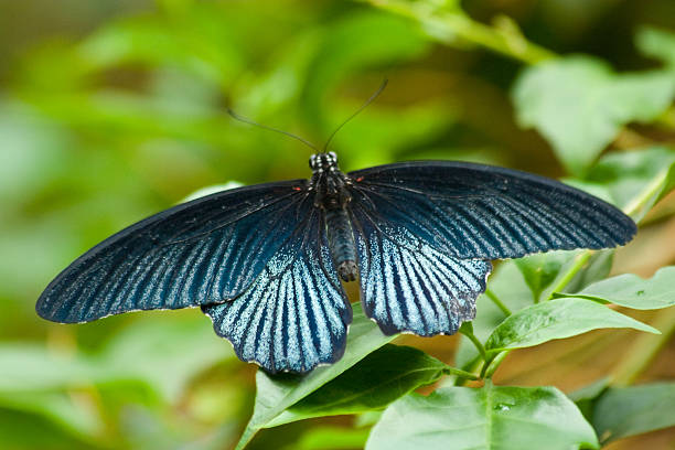 Butterly Pictures | Download Free Images on Unsplash