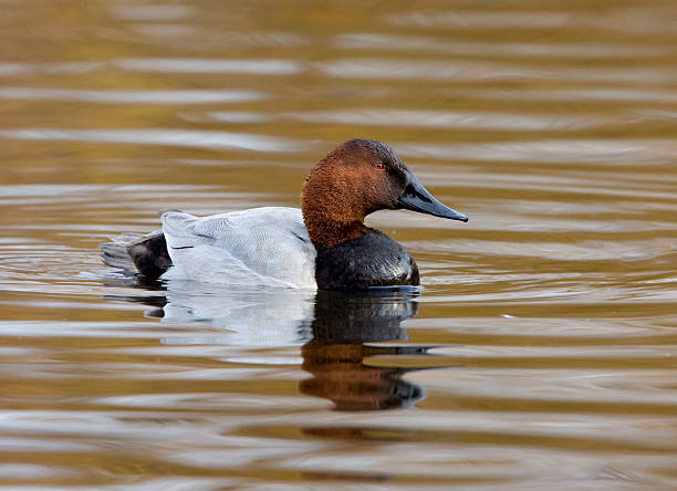 Free picture: canvasback, hen