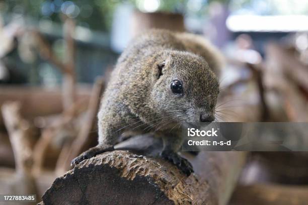 Cute Taiwanese Squirrel With Big Eyes In Squirrel Village Stock Photo ... Cute Taiwanese Squirrel With Big Eyes In Squirrel Village Stock Photo ...