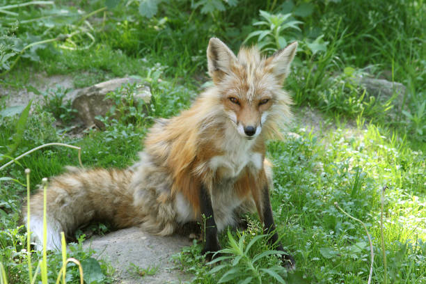 Fox Tail Pictures | Download Free Images on Unsplash