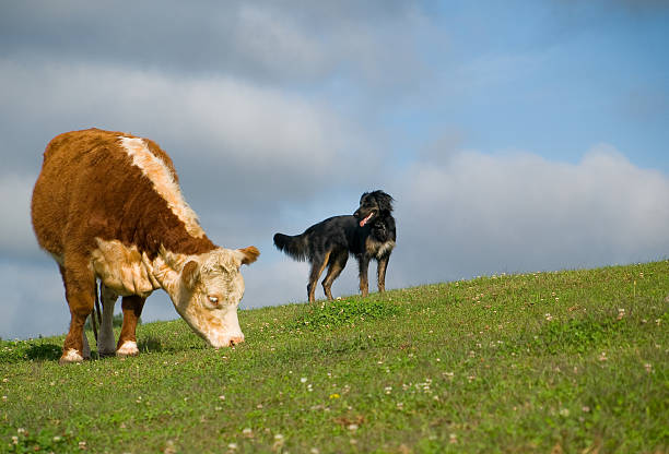 Free Stock Photo of Dog and Cows | Download Free Images and Free ...