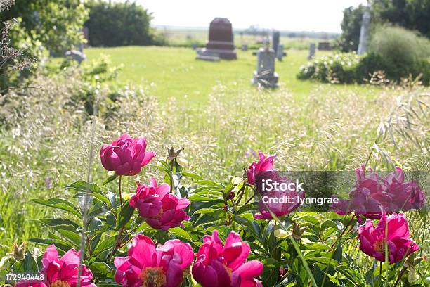 Peonies 국가 묘지 0명에 대한 스톡 사진 및 기타 이미지 0명 개념 꽃 식물 Istock