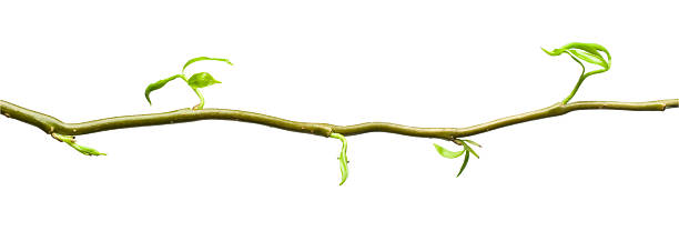 Tree Stem Pictures | Download Free Images on Unsplash