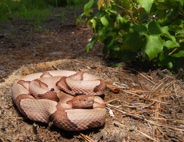 Free picture: up-close, coiled, copperhead, snake
