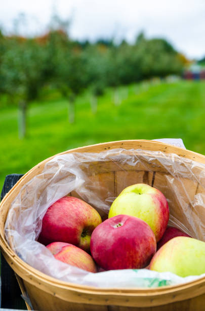 Free Stock Photo of Basket Filled With Green Apples | Download Free ...