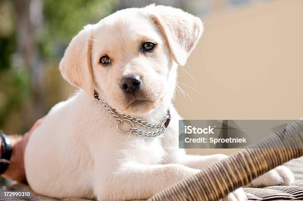 Lab Puppy Inquisitive Stock Photo - Download Image Now - Animal, Canine ... Lab Puppy Inquisitive Stock Photo - Download Image Now - Animal, Canine ...