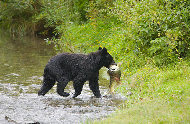 Free picture: employee, holds, black bear, tracking, device