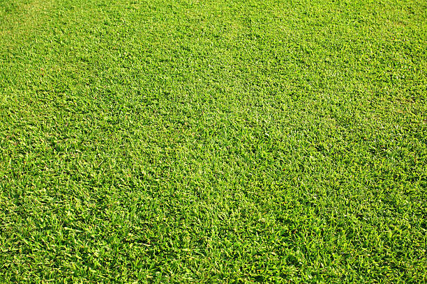 Grassfield Pictures | Download Free Images on Unsplash