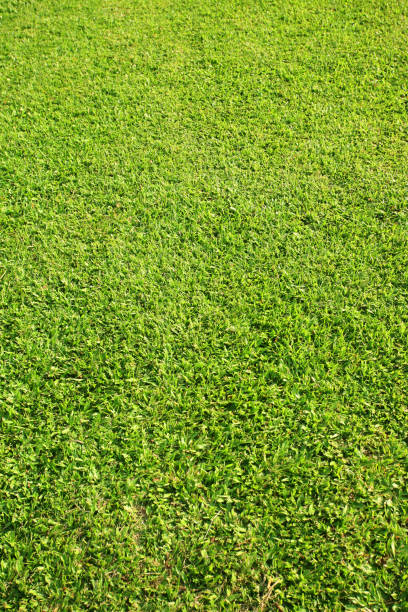Grassfield Pictures | Download Free Images on Unsplash