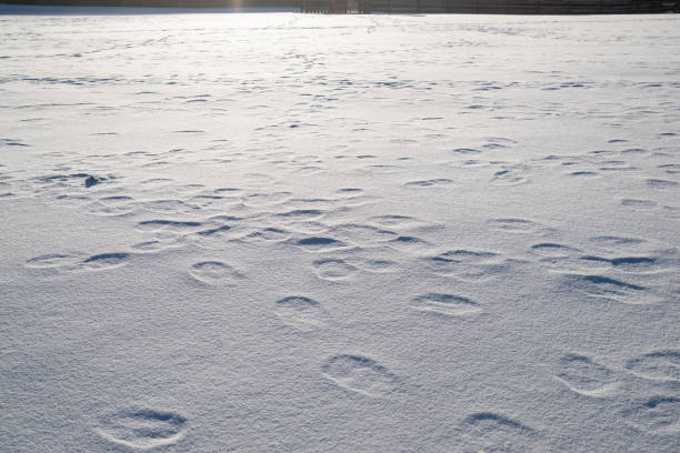 Free Stock Photo of Footprints on Snow Covered Ground | Download Free ...