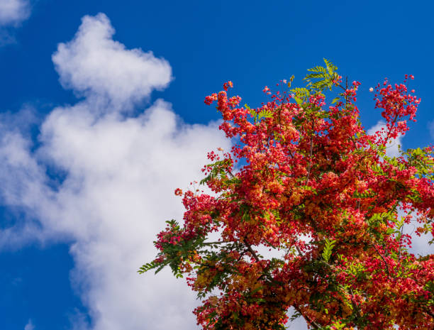 Free picture: Trees with red leaves and light blue sky as background