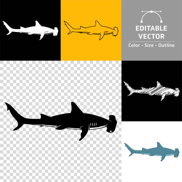 Hammerhead Vector