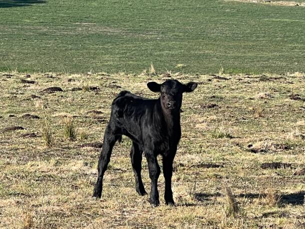 Free Stock Photo of Black Bull Standing in Field of Tall Grass ...