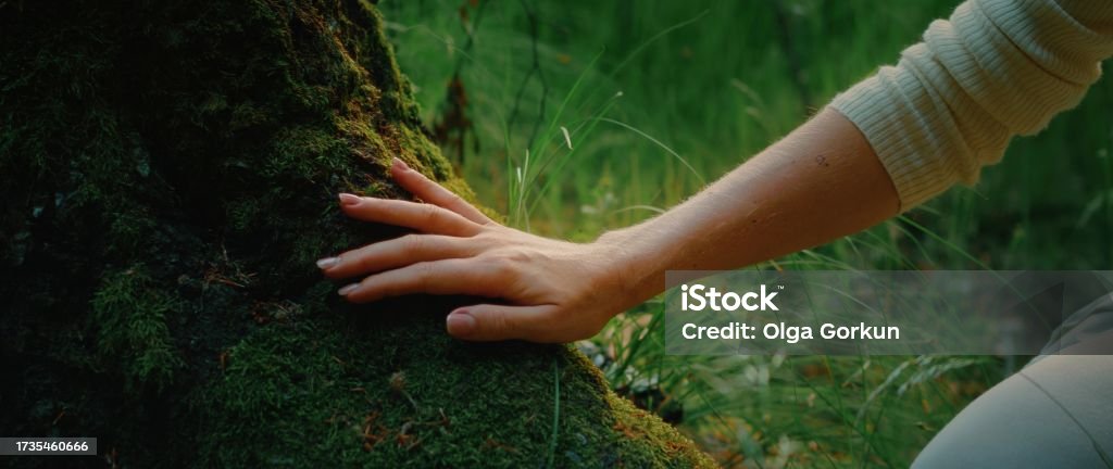 Female Hand Stroking Green Moss On Tree Stump In Dark Forest Closeup