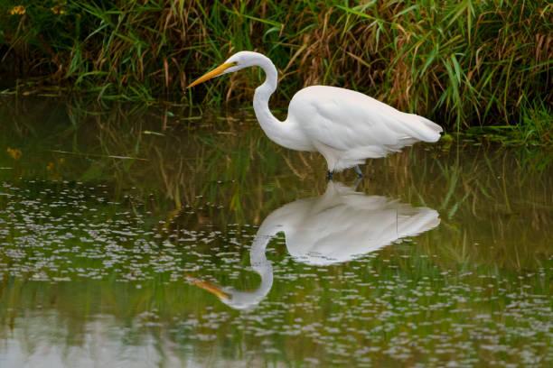 Free Stock Photo of Egrets wading in shallow water with reflections ...