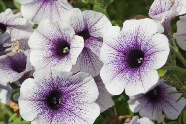 Flawers Pictures | Download Free Images on Unsplash