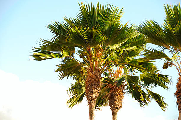 Plam Tree Pictures | Download Free Images on Unsplash