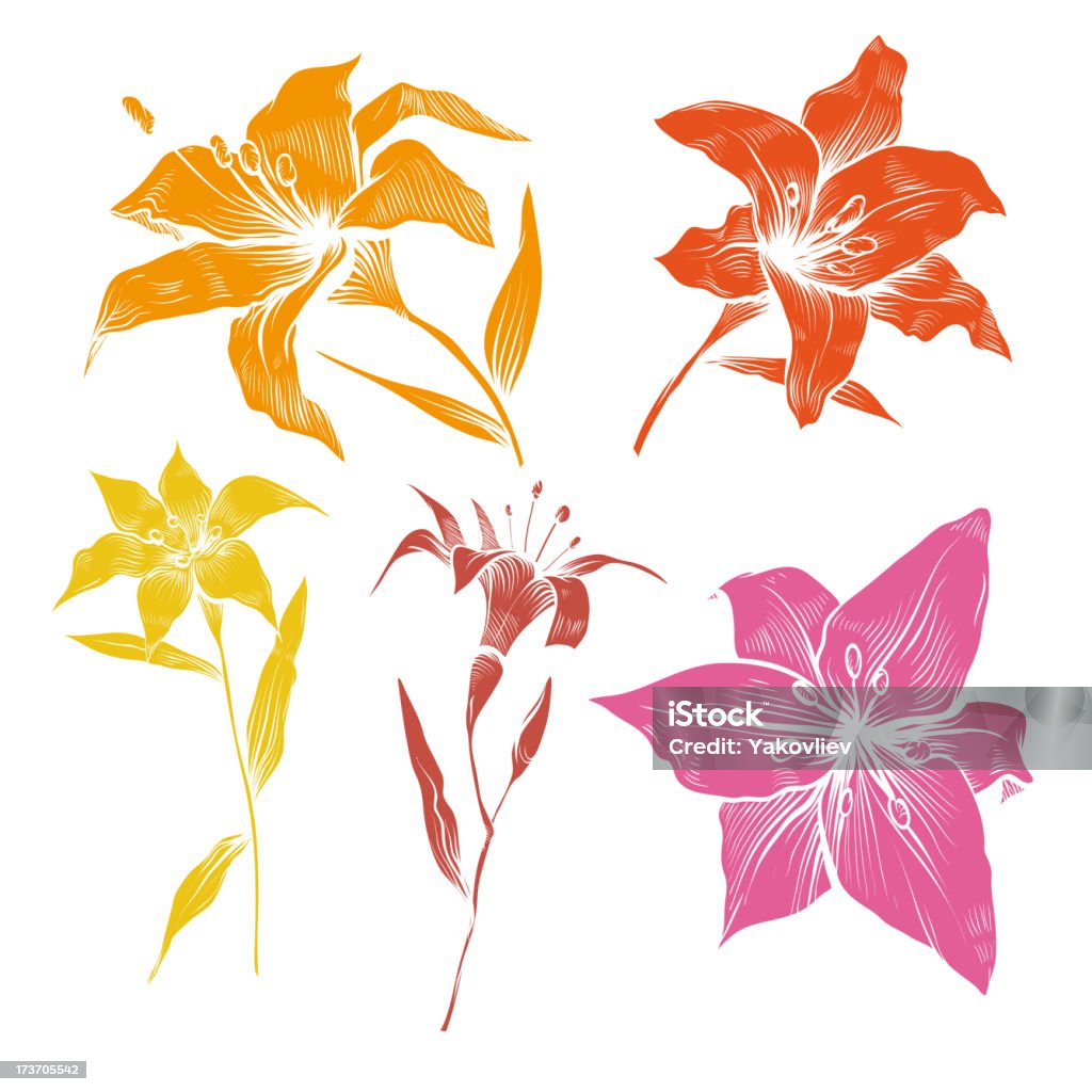 Lilly Flowers Set Isolated On A White Stock Illustration Download Image Now Blossom Bud