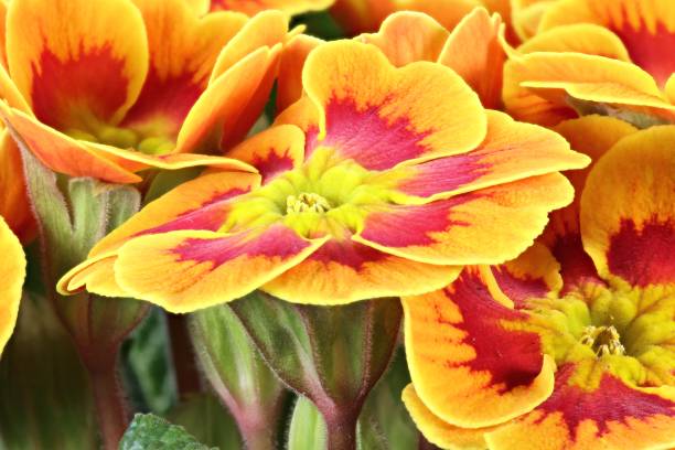 Free Stock Photo of Vibrant red and yellow primrose flowers | Download ...