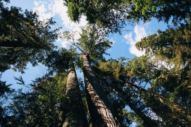 Free Stock Photo of Looking Up at Tall Trees in a Forest | Download ...