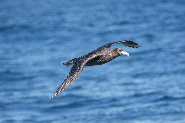 10+ Petrel birds free images
