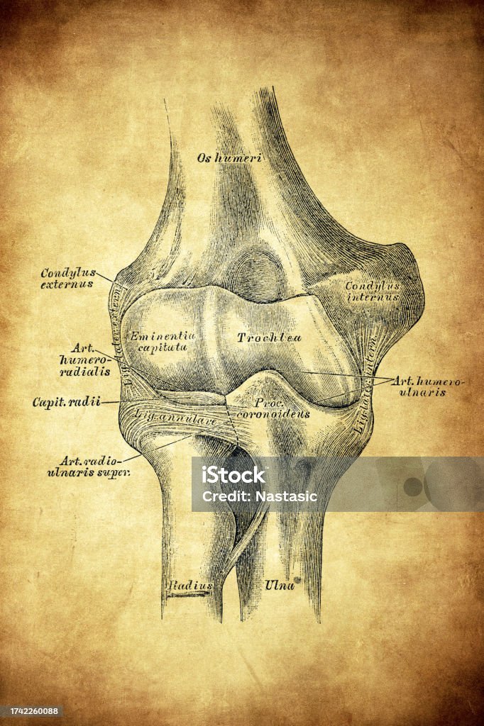 Elbow Joint Stock Illustration Download Image Now 19th Century 19th Century Style Anatomy