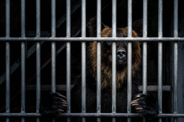 Free Stock Photo of Bears Paw Emerging From Jail Cell Bars | Download ...
