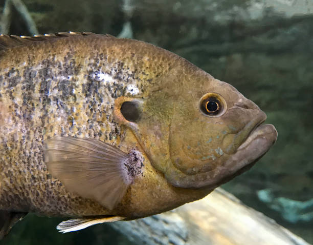Free picture: orange, spotted, sunfish, lepomis humilis