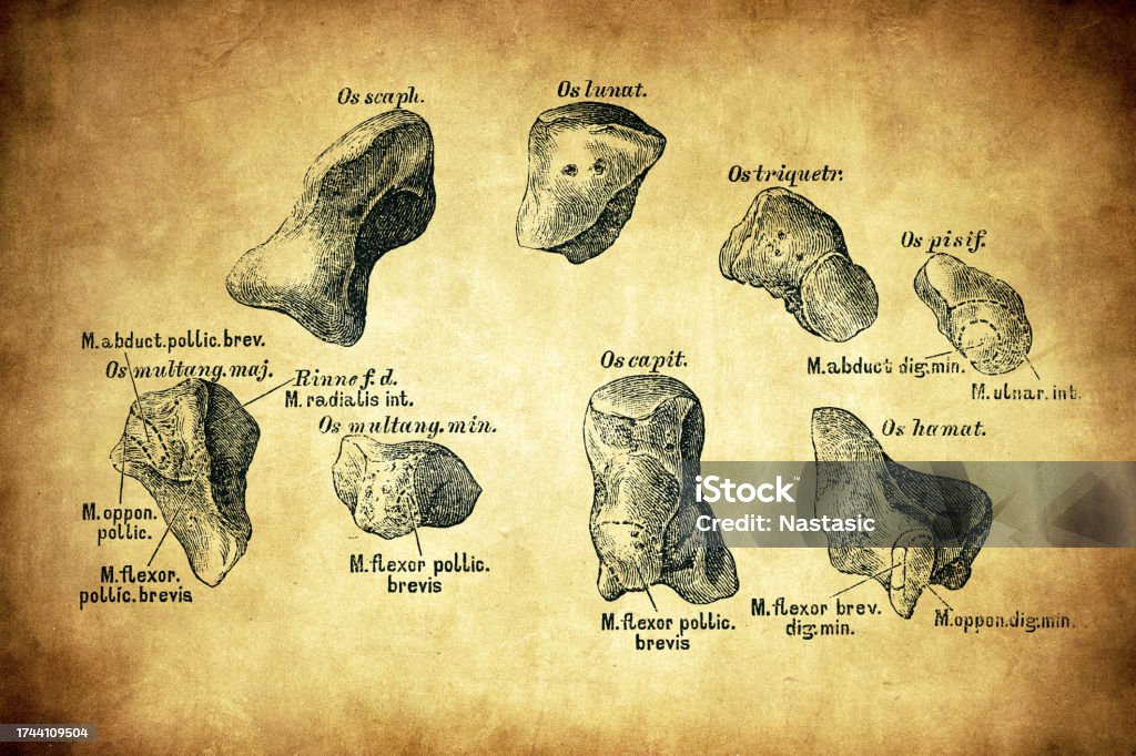Carpal Bones Stock Illustration Download Image Now 19th Century 19th Century Style Anatomy