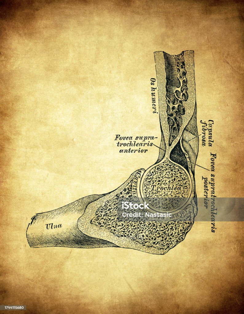 Elbow Joint Stock Illustration Download Image Now 19th Century 19th Century Style Anatomy