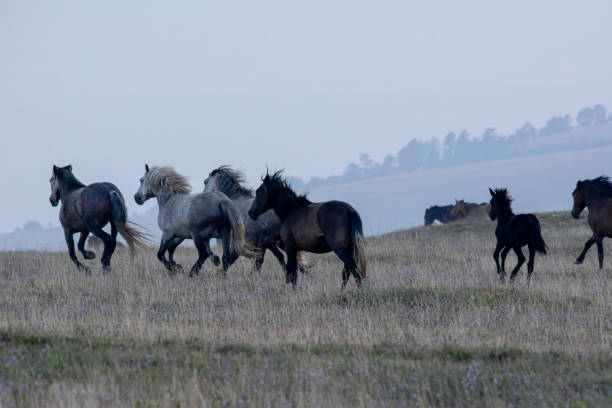Free Stock Photo of Three Wild Horses Running Across a Dry Grass Field ...
