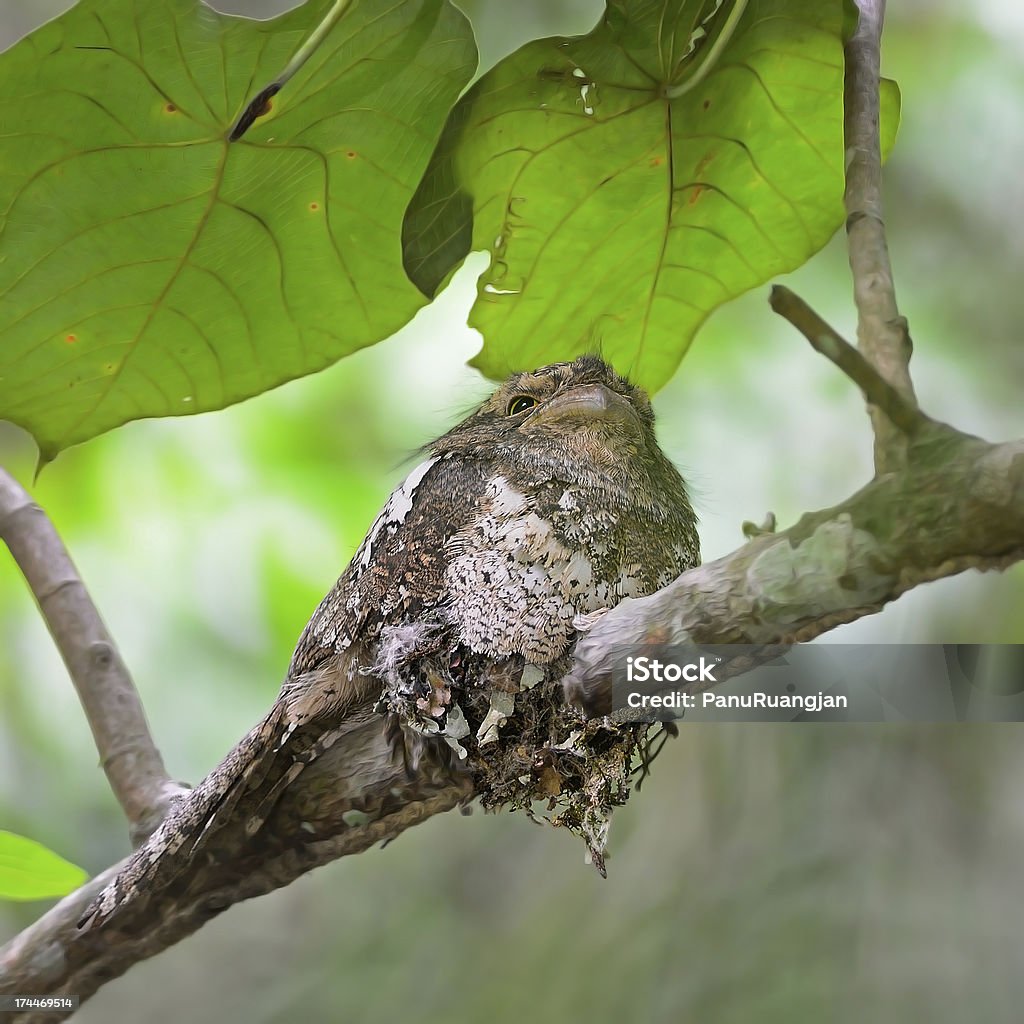 Ciena에 합류하기 전에는 Blyth 왜고너의 Frogmouth 갈색에 대한 스톡 사진 및 기타 이미지 갈색 경외감