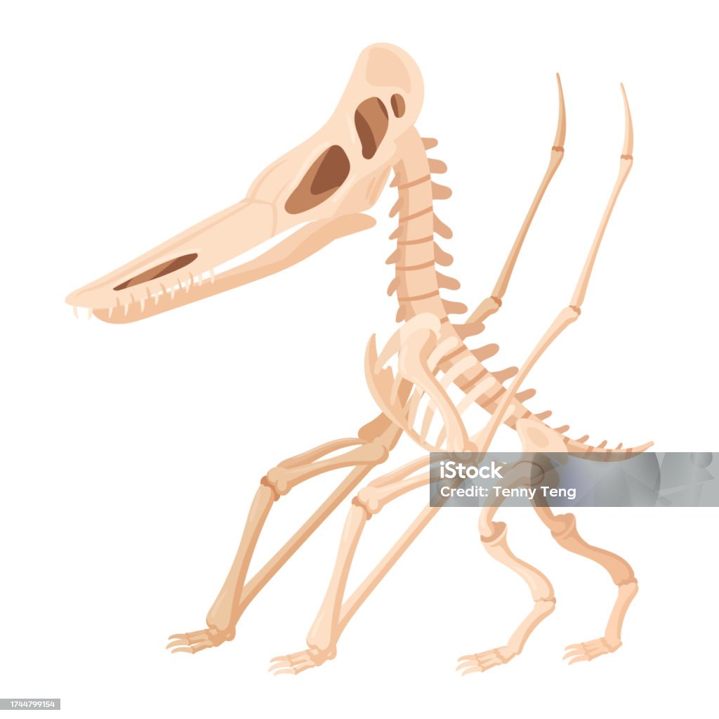 Kerangka Dino Kuno Siluet Reptil Kartun Jurassic Fosil Tulang ... Kerangka Dino Kuno Siluet Reptil Kartun Jurassic Fosil Tulang ...