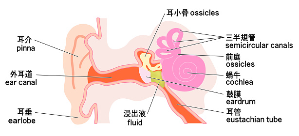 A Simple Illustration Of An Ear With Exudate Stock Illustration Download Image Now Anatomy