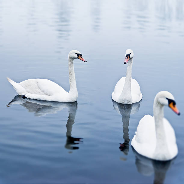 Free Stock Photo of 3 Swans | Download Free Images and Free Illustrations