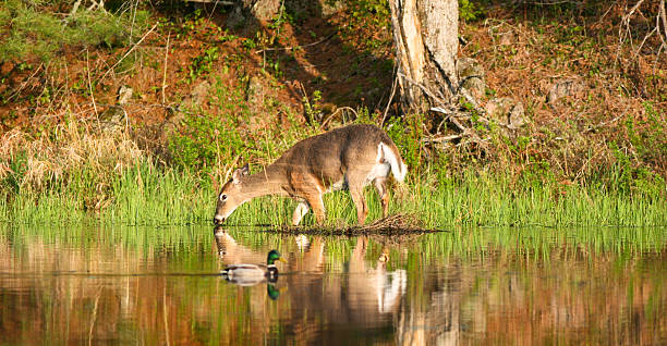 Deer In Water Pictures | Download Free Images on Unsplash