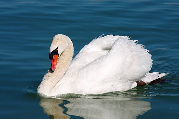 Free picture: swimming, swan, waves, water, ripple, nature, aquatic ...