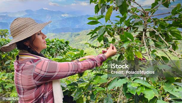 Mujer Agricultora Del Campo Recolectando Frutos De Café En Su Finca ... Mujer Agricultora Del Campo Recolectando Frutos De Café En Su Finca ...