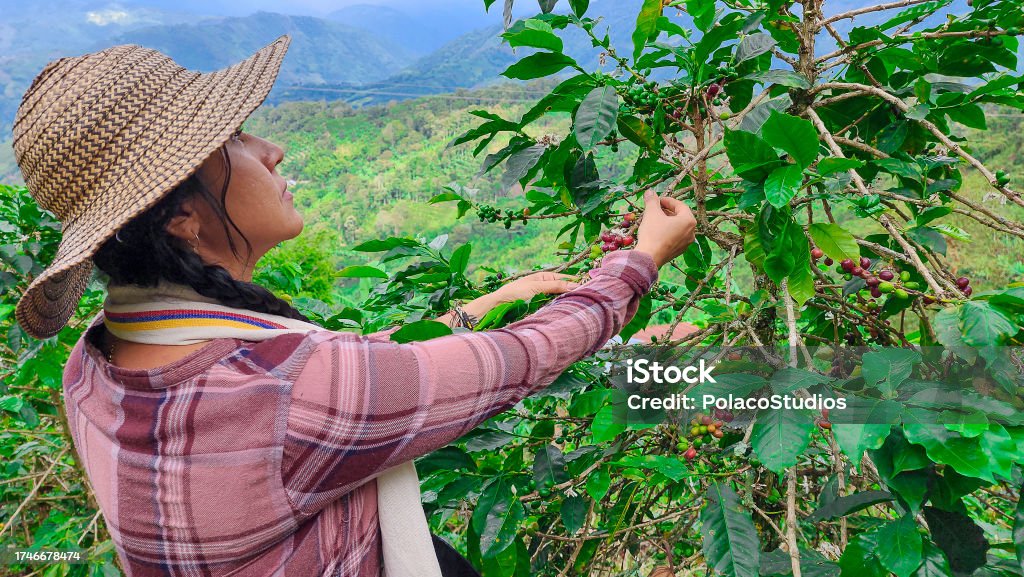 Mujer Agricultora Del Campo Recolectando Frutos De Café En Su Finca ... Mujer Agricultora Del Campo Recolectando Frutos De Café En Su Finca ...